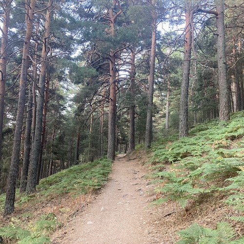 Warm Countryside | Countryside Sound Effects Library | asoundeffect.com