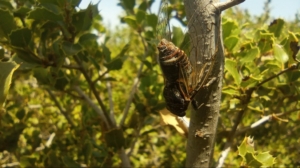 Capturing the Ultrasonic Sounds of Insects | A Sound Effect